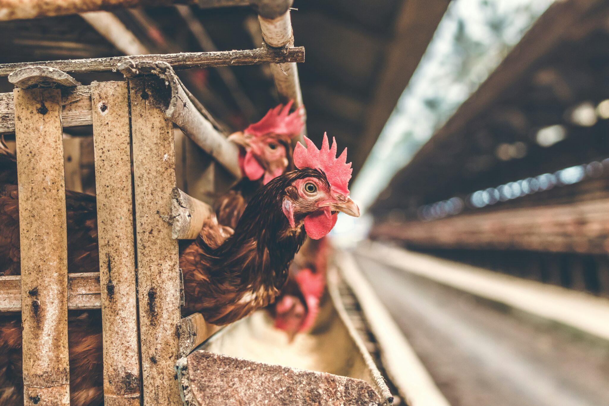 Ventilation for poultry houses and poultry farms - Evel