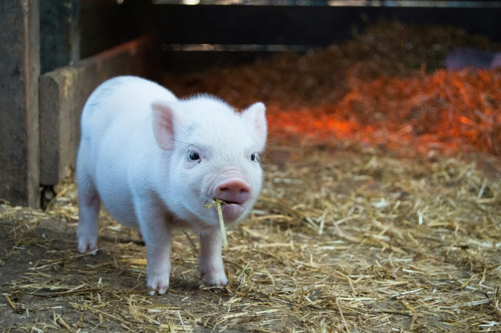 Ventilation for pig barns and pig farms - Evel