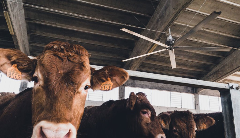 Fans for cattle barns - Evel